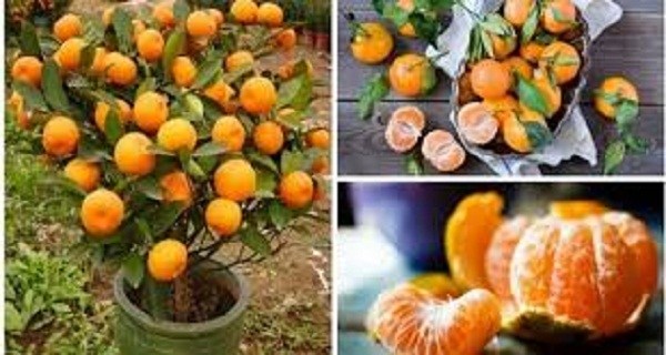 Foarte tare! Cum sa cresti un mandarin la tine acasa! Girly.ro